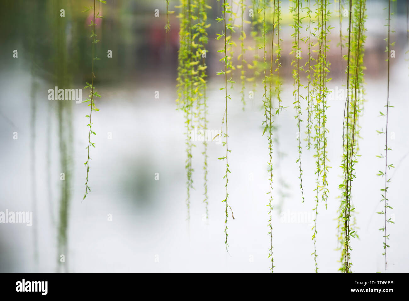 The willows germinate in spring Stock Photo - Alamy