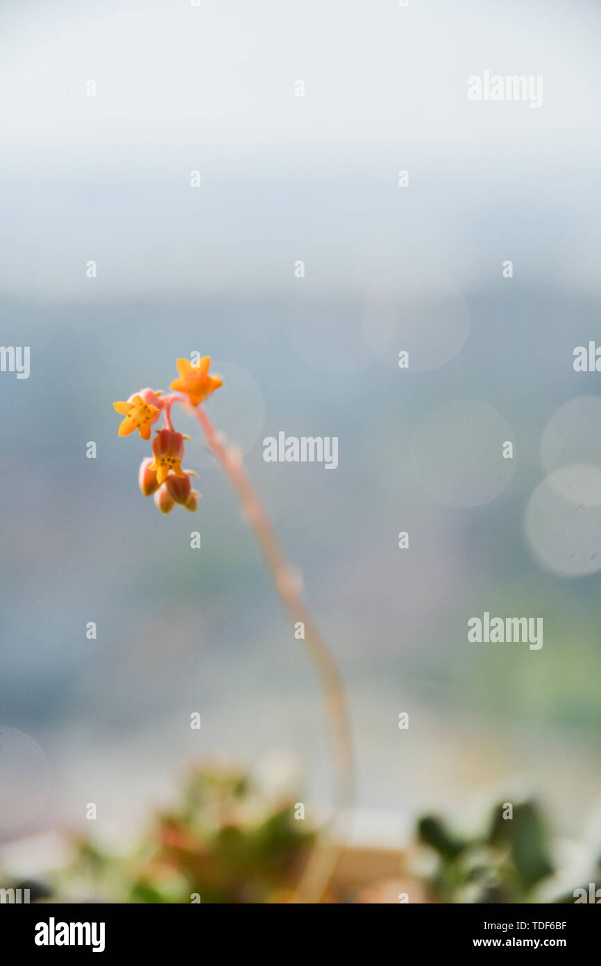 The fleshy plant flower sword Stock Photo - Alamy