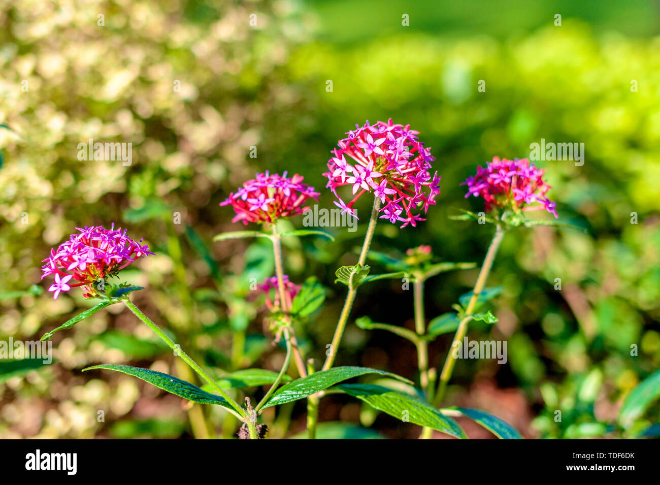 Five star flowers flowers and nature plants hi-res stock photography ...