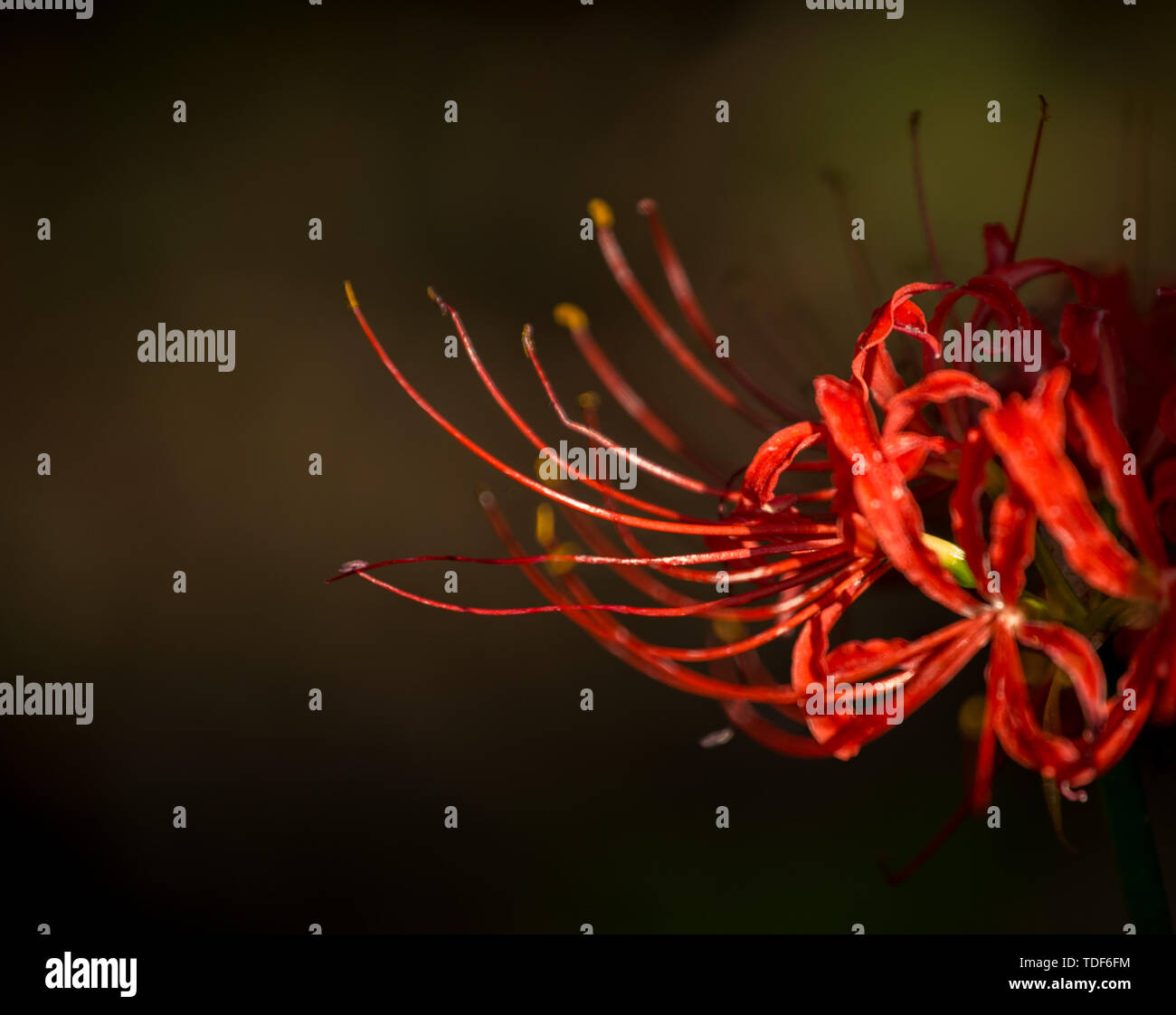 Chahua Flower High Resolution Stock Photography and Images - Alamy