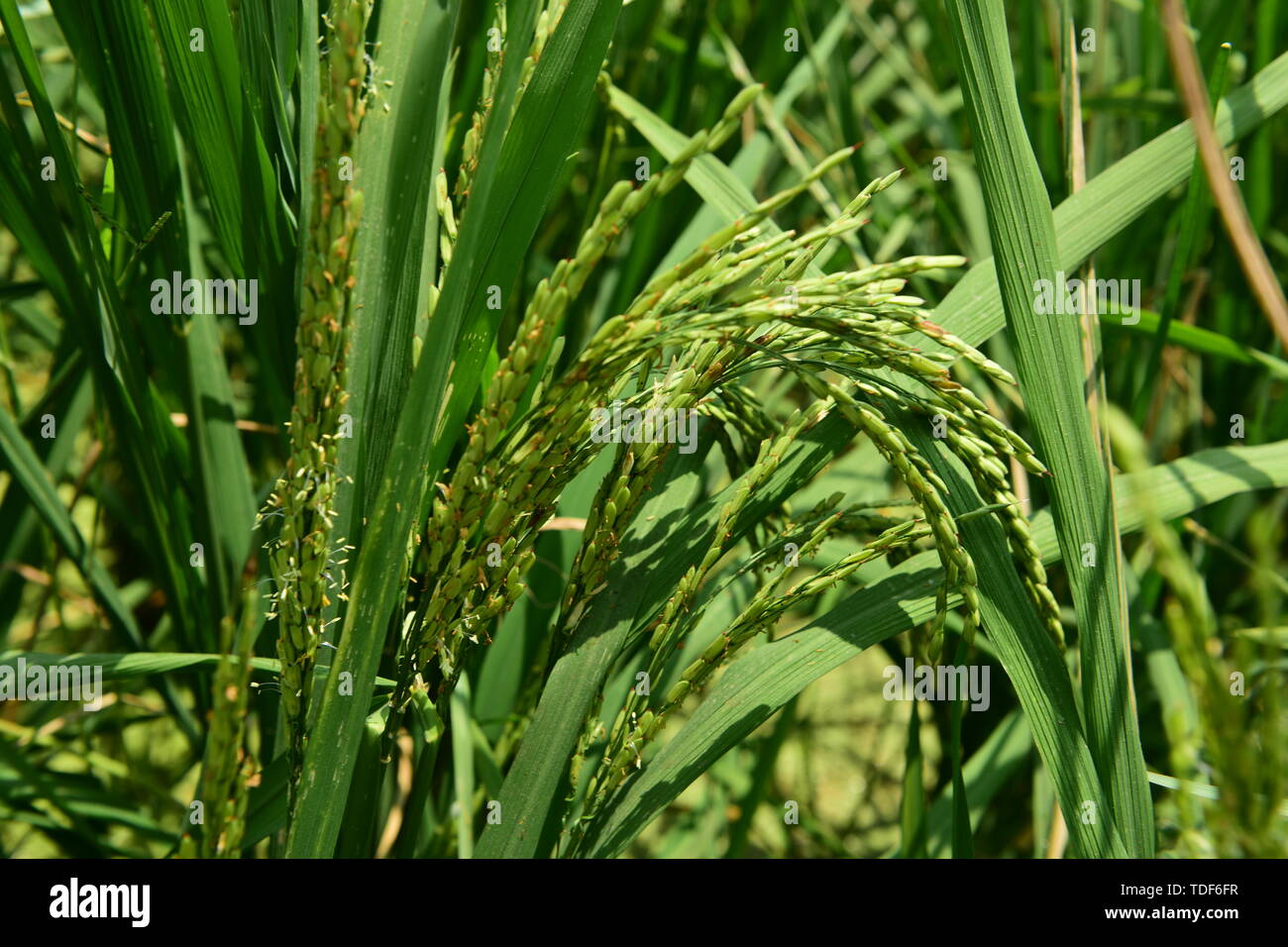 Rice spike paddy field, rice Stock Photo - Alamy