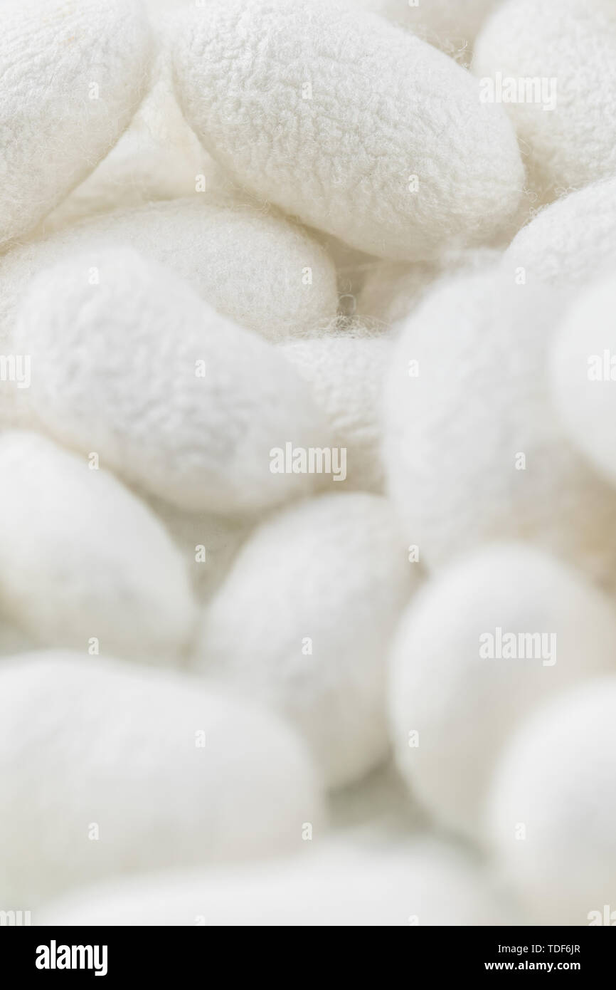 Smooth cocoon hi-res stock photography and images - Alamy