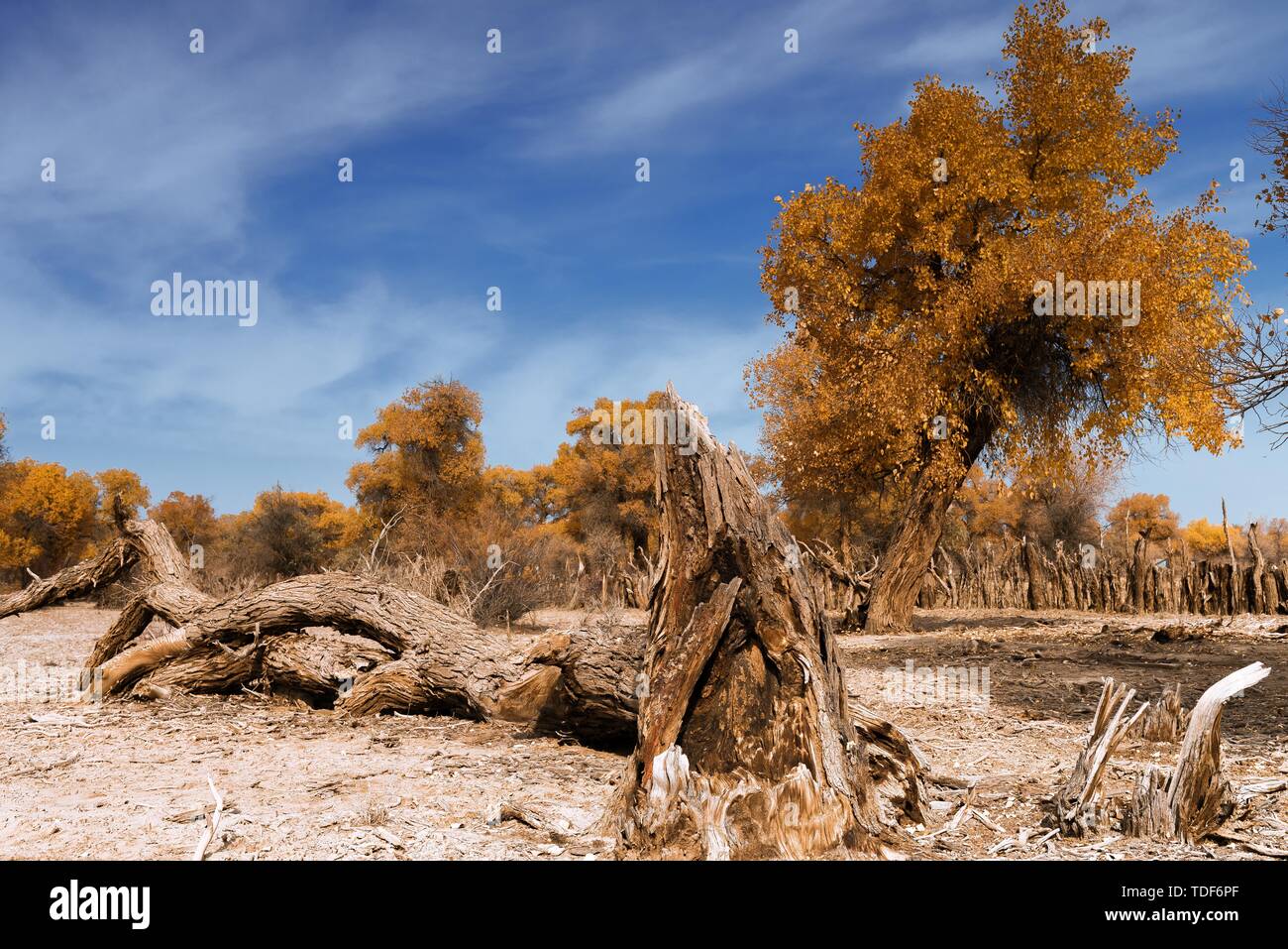 Hu yang and hu yang lin hi-res stock photography and images - Alamy