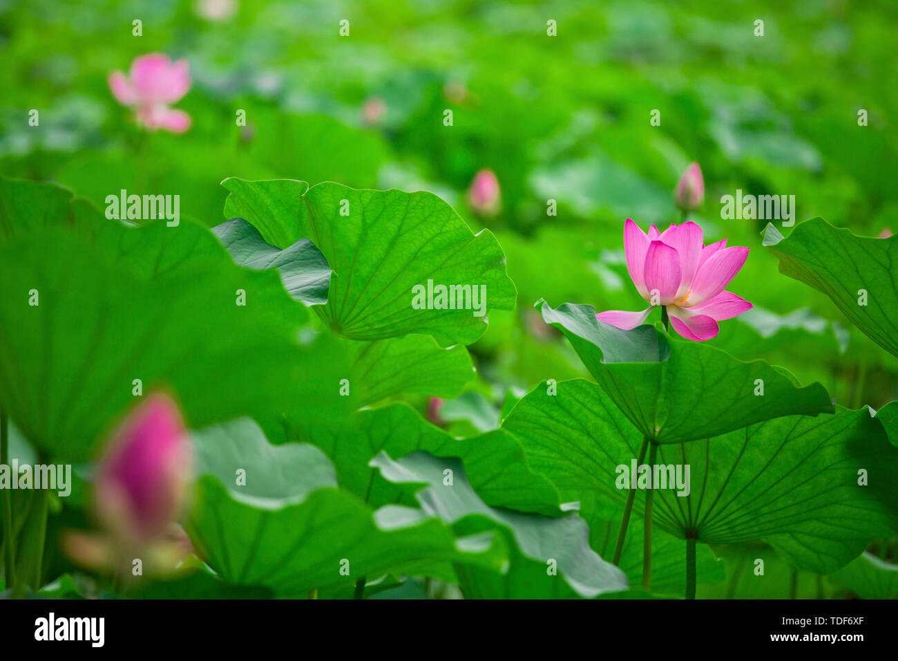 Beautiful lotus in full bloom Stock Photo - Alamy