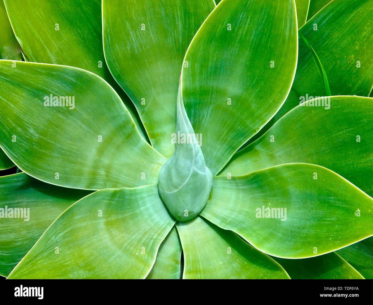 Macro of agave cacti growing wild outside Stock Photo - Alamy
