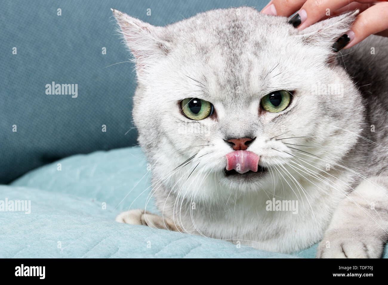 Cute short-haired cat Stock Photo - Alamy