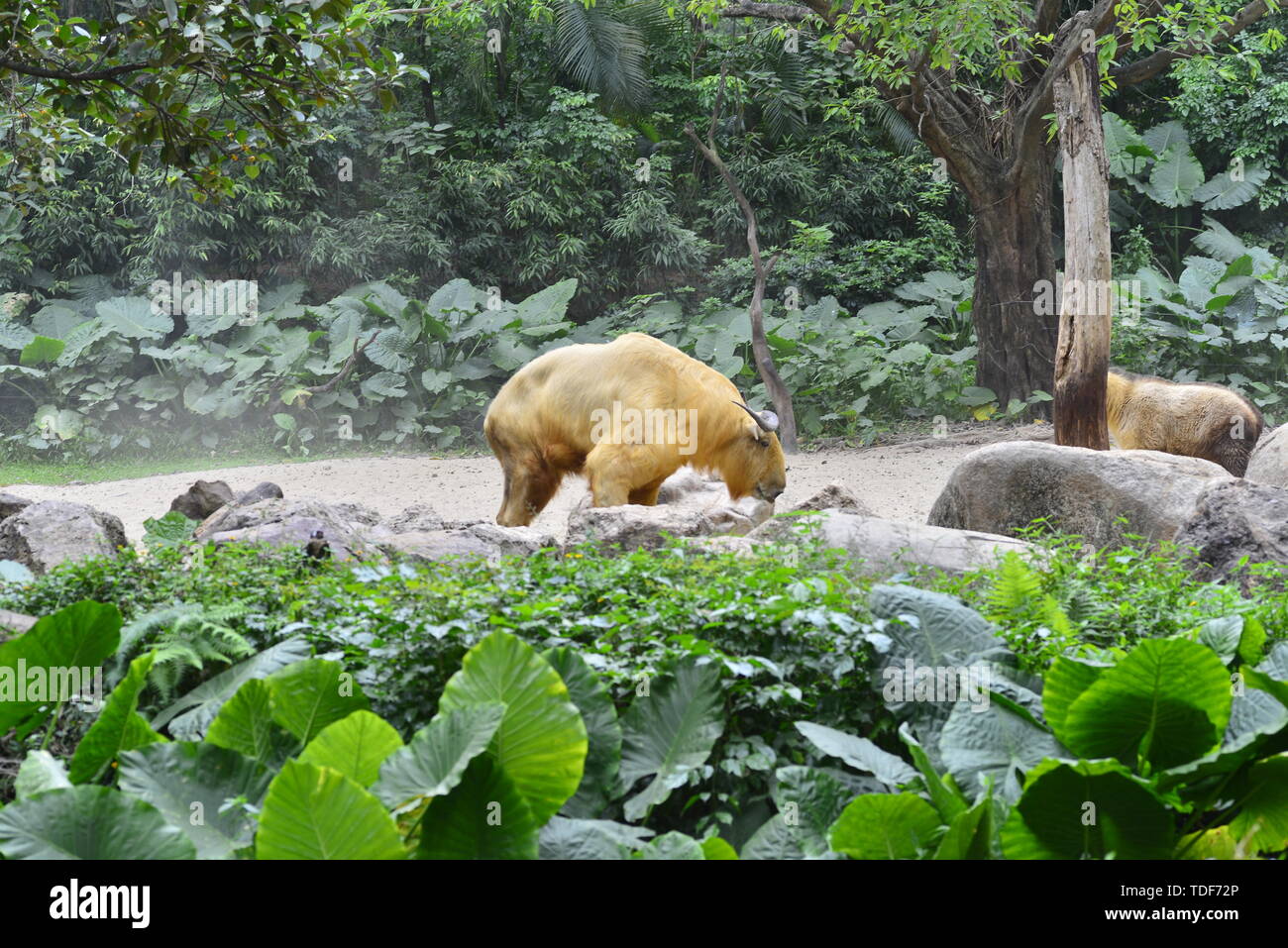 High-definition picture of safari animals Stock Photo - Alamy