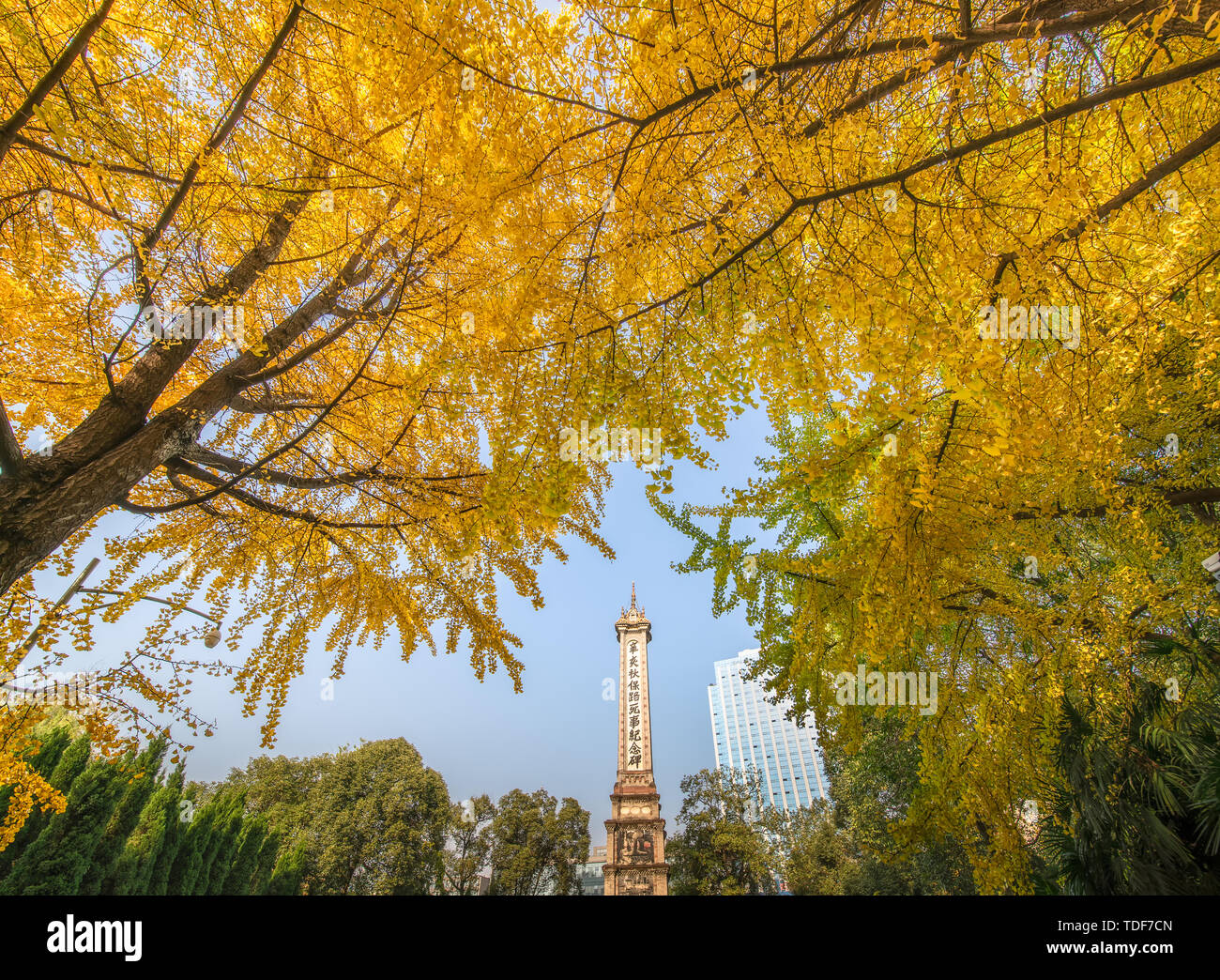 Autumn Scenery of Chengdu People's Park Stock Photo - Alamy