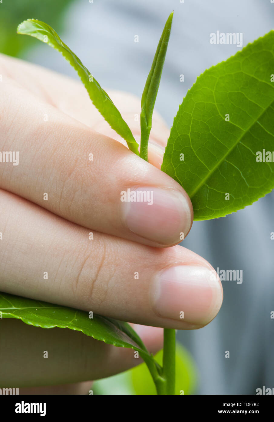 Origin of tea Stock Photo - Alamy