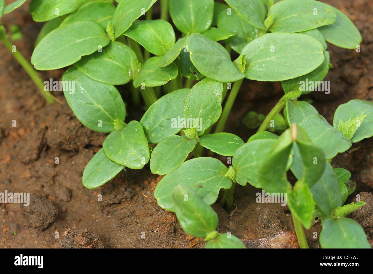 Young fresh seedling of cucumber growing in garden. Cucumber plantation ...