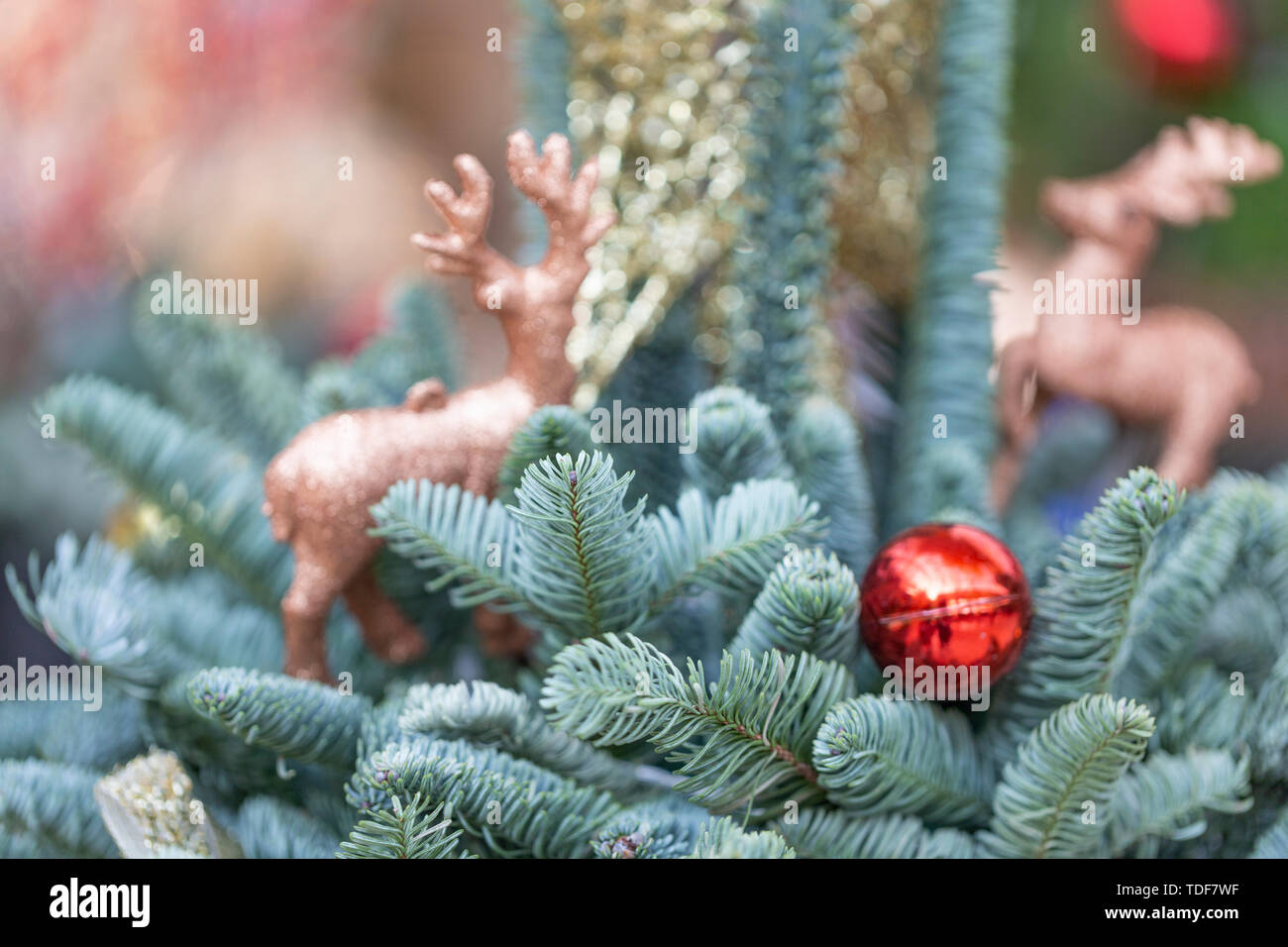 Sharp christmas trees hi-res stock photography and images - Alamy