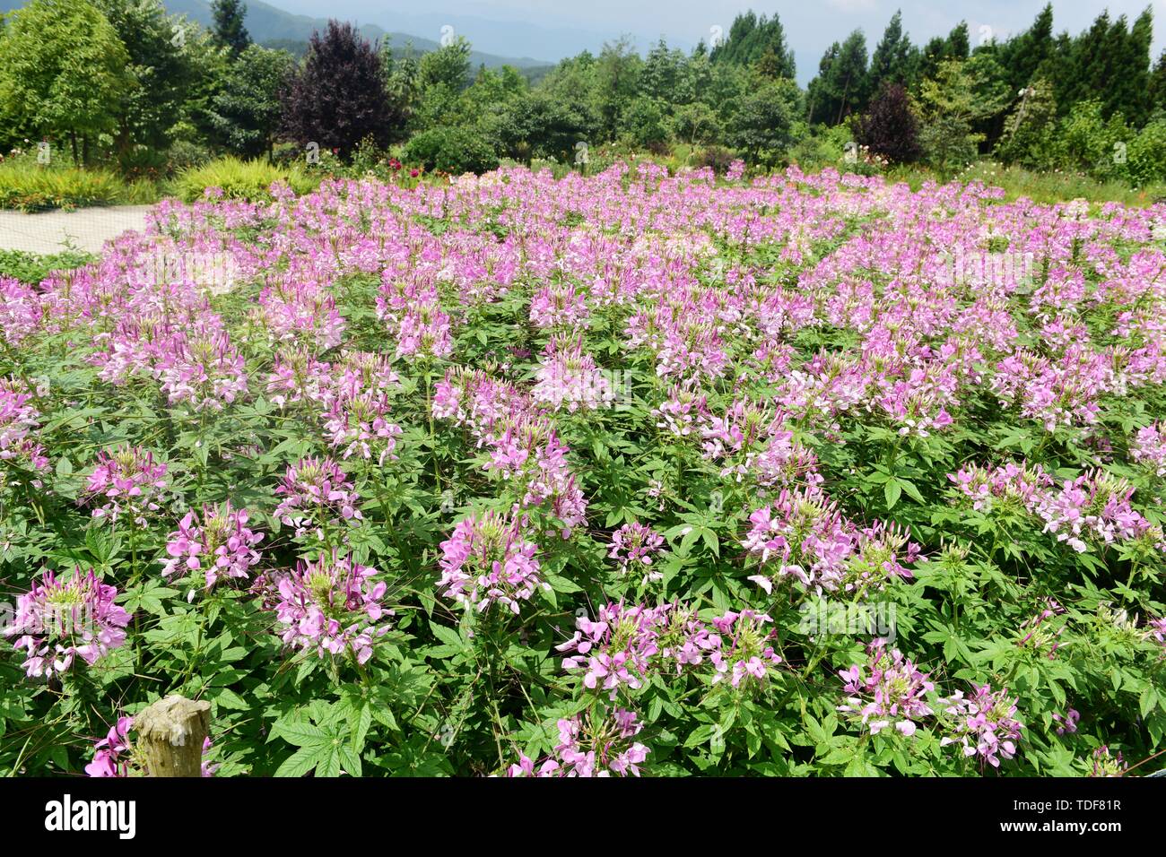Drunk butterfly flowers Stock Photo - Alamy