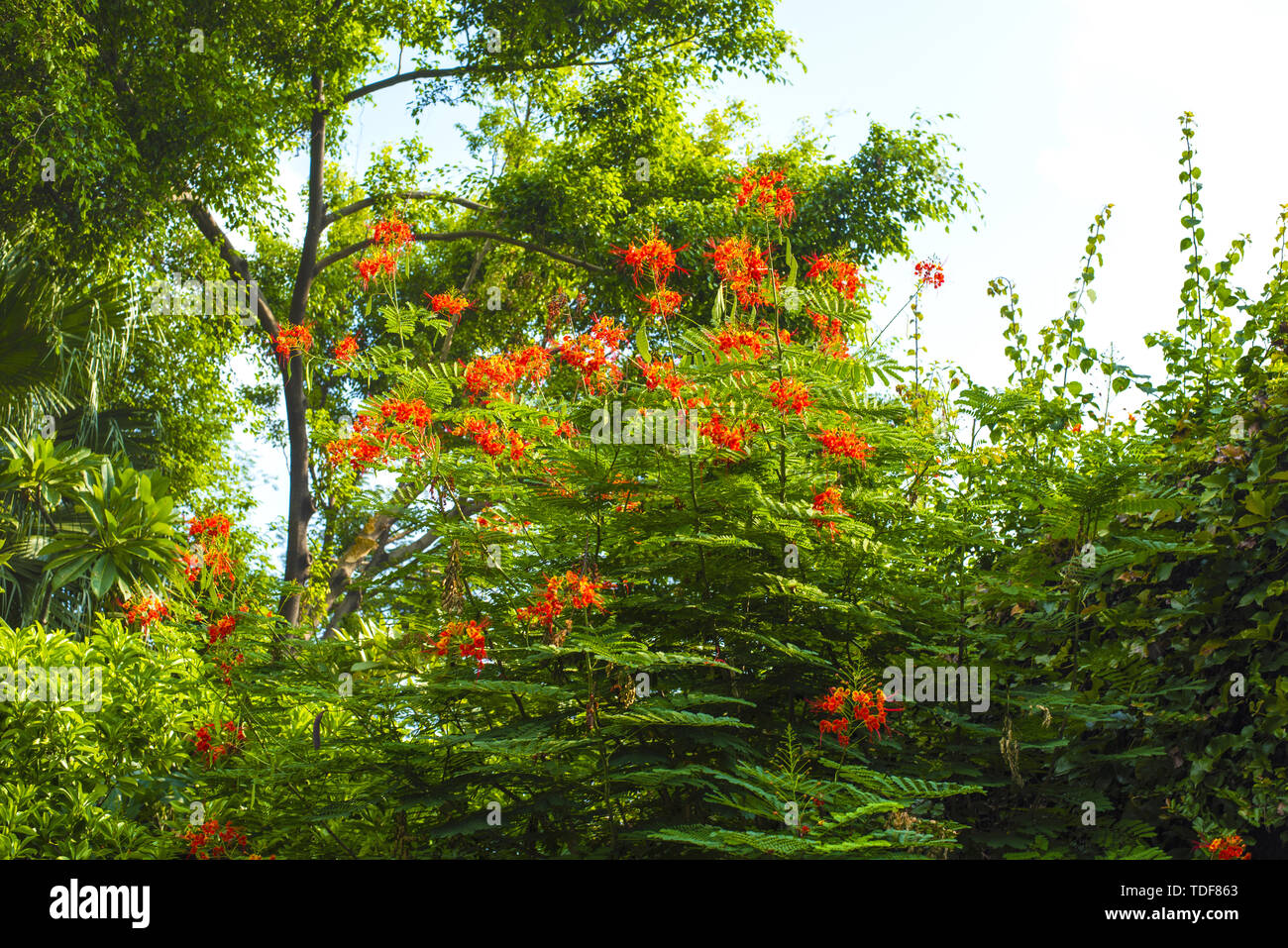 Golden Phoenix flowers, plants, flowers Stock Photo - Alamy