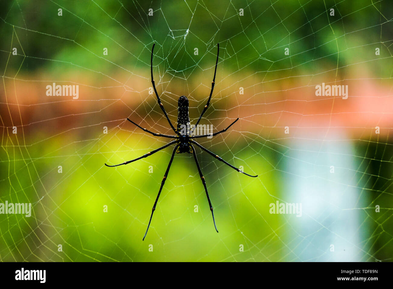 Guangdong giant bird spider Stock Photo - Alamy