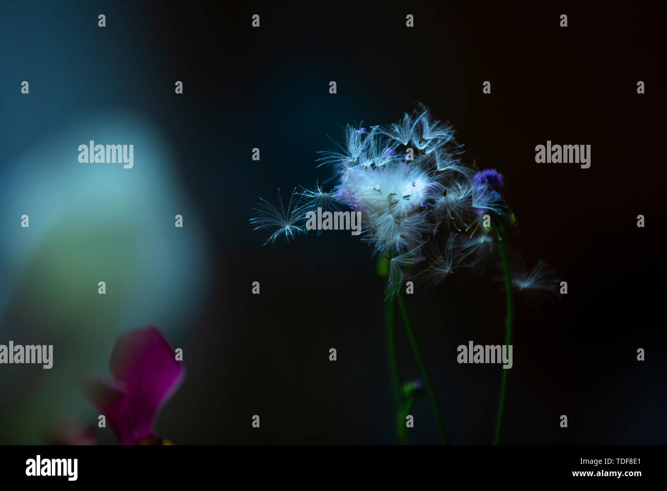 Flying festivals hi-res stock photography and images - Alamy