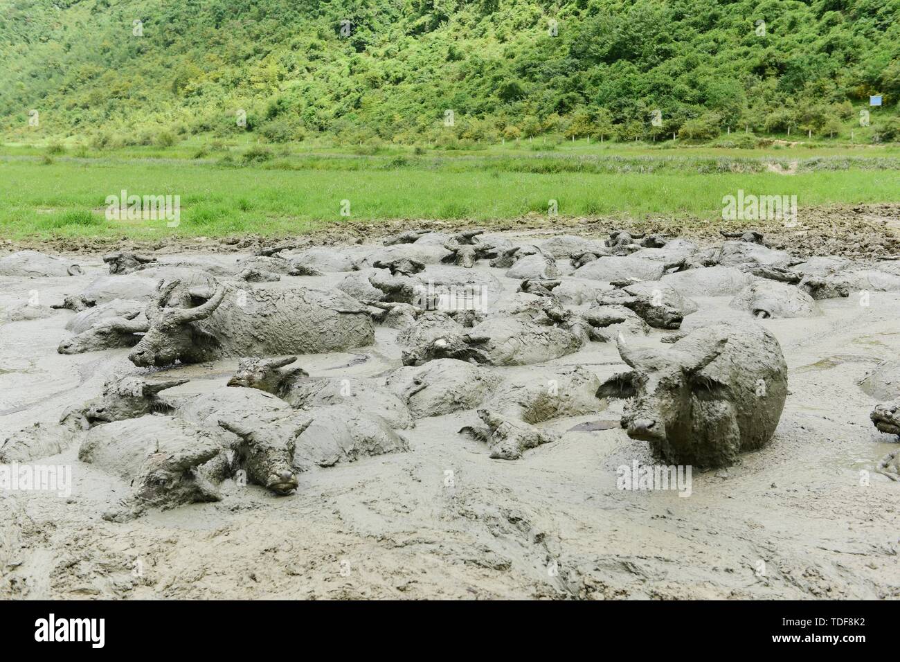 Muscular buffalo hi-res stock photography and images - Alamy