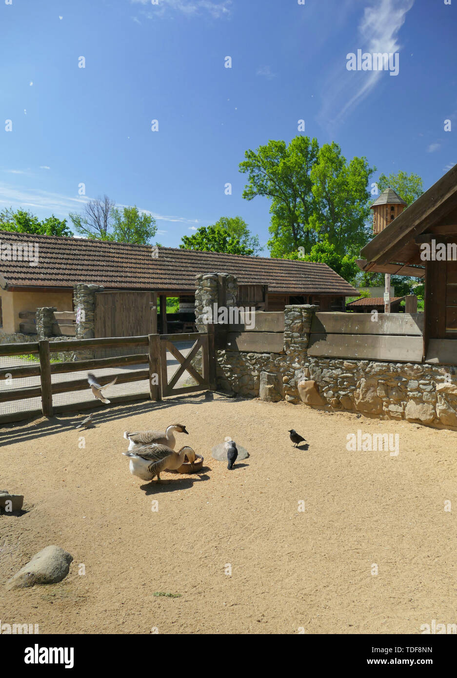 Bird farm with several gooses and pigeons in front Stock Photo - Alamy