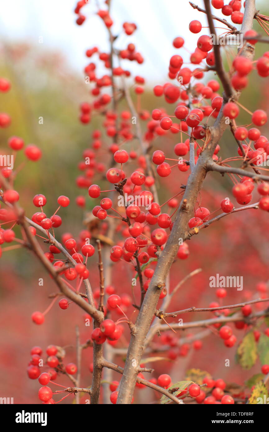flower and grass Stock Photo - Alamy