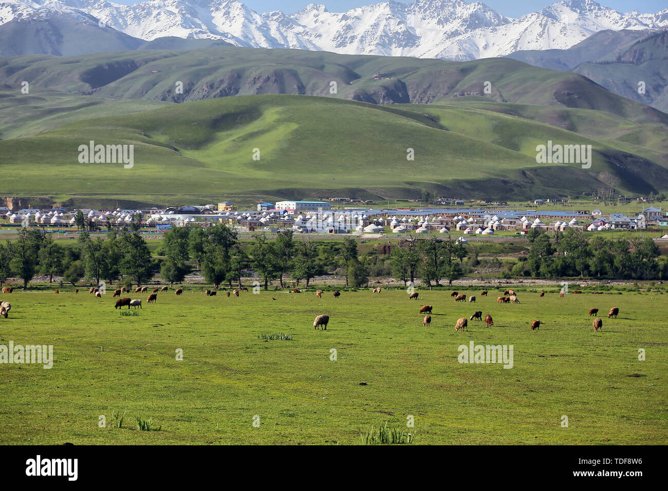 Scenery of Narati Prairie in Yili, Xinjiang Stock Photo - Alamy