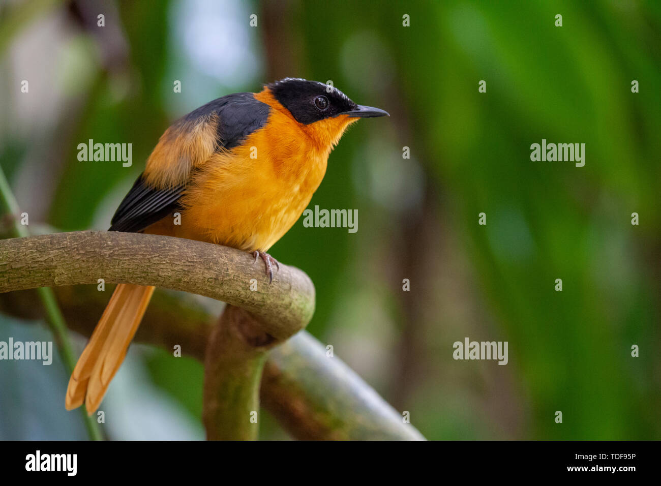 African robin hi-res stock photography and images - Alamy