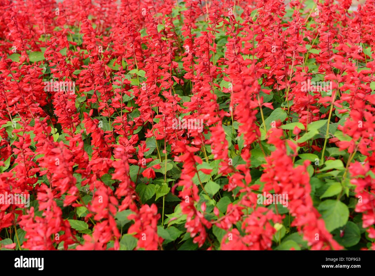 A bunch of red flowers Stock Photo - Alamy