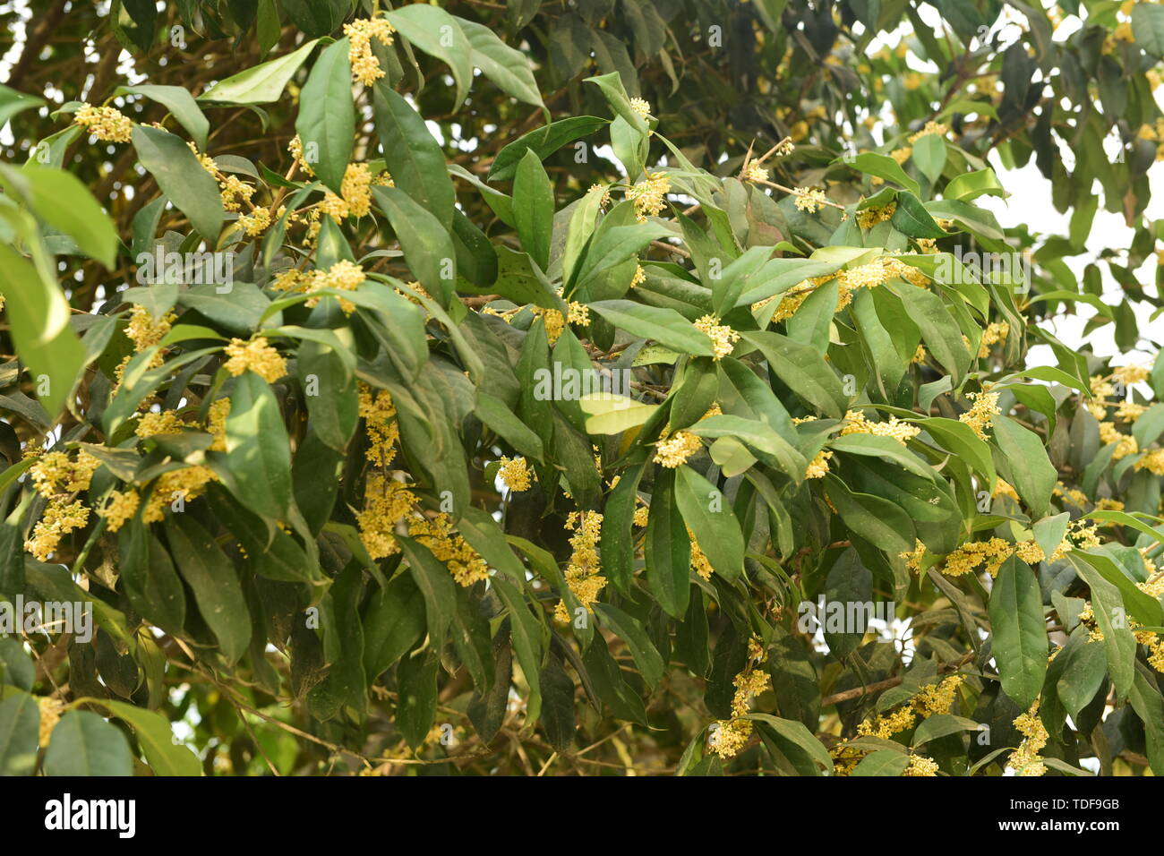 Silver osmanthus hi-res stock photography and images - Alamy