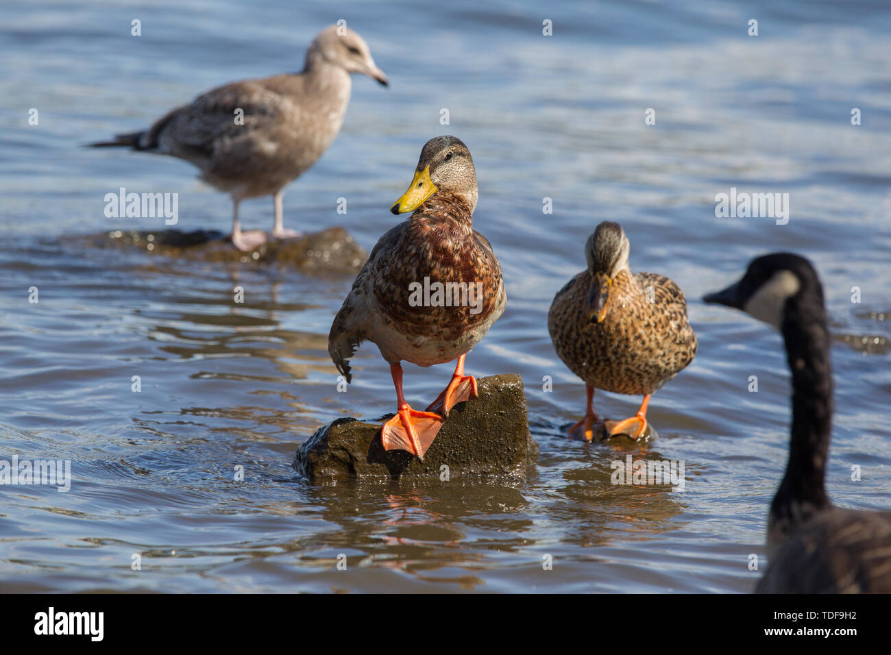 Canadian geese in Portland, United States Stock Photo - Alamy