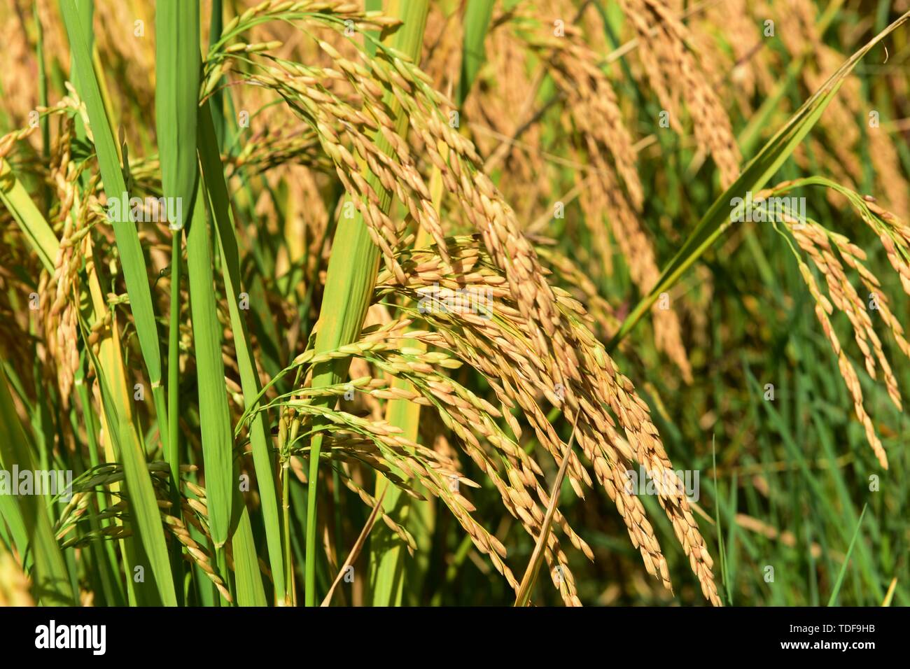 High definition rice hi-res stock photography and images - Alamy