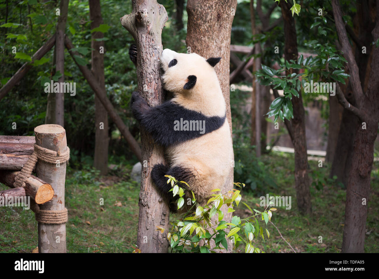 Panda climbing trees Stock Photo - Alamy