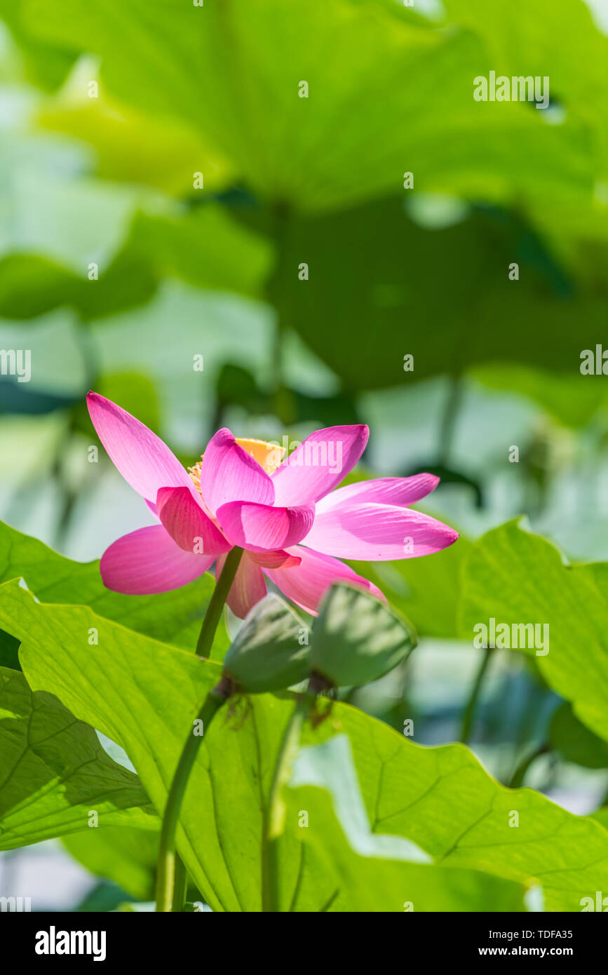 Lotus flower under sunny autumn day in Zhaoling, Shenyang Stock Photo ...
