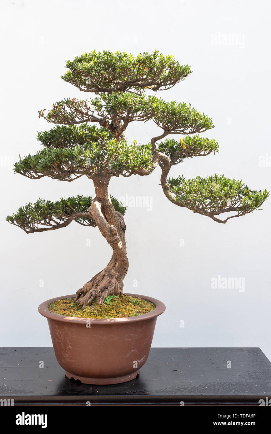 Sichuan potted plants Stock Photo - Alamy