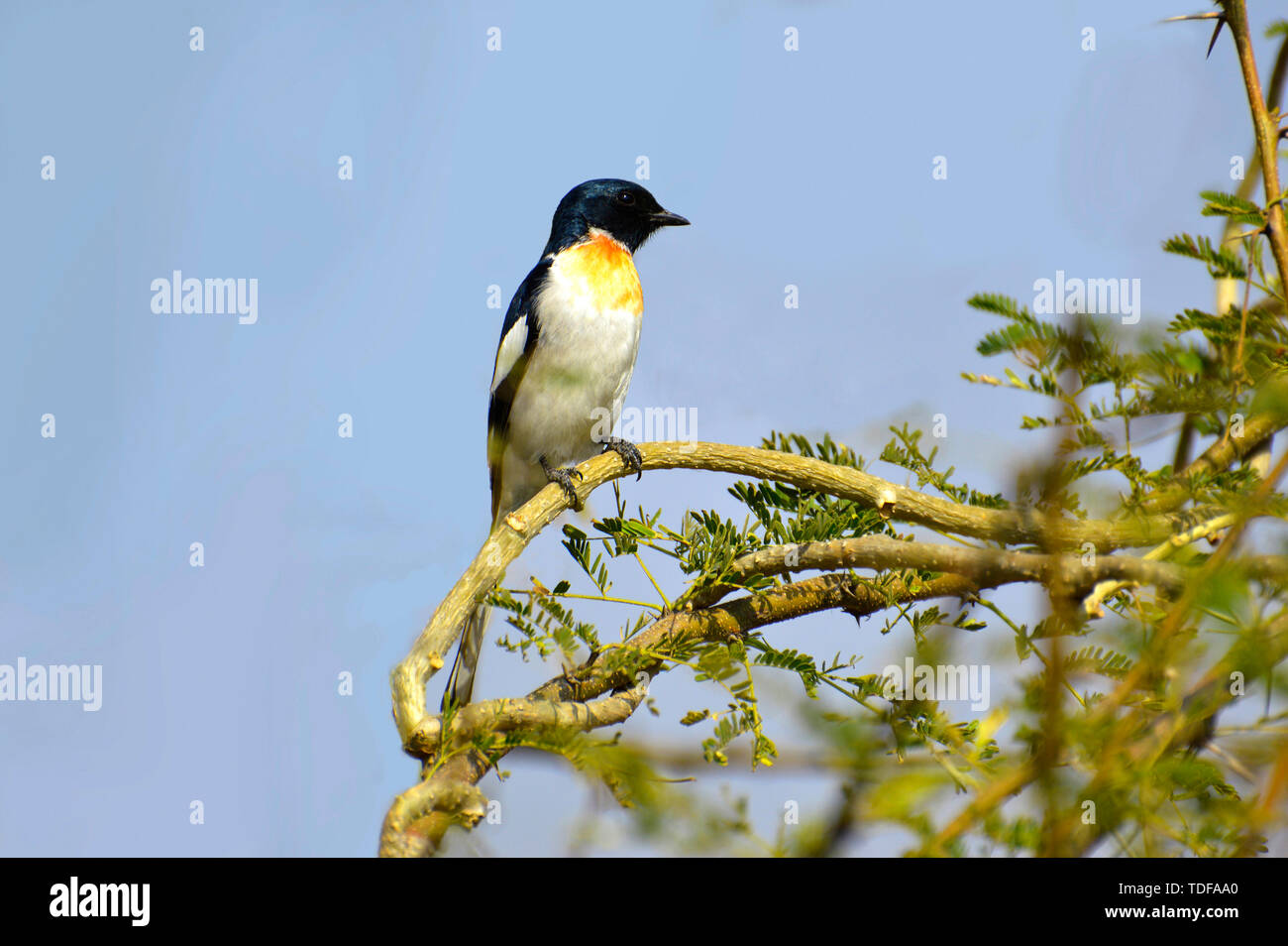 Small Minivet, Pericrocotus cinnamomeus, Pune, Maharashtra, India Stock ...