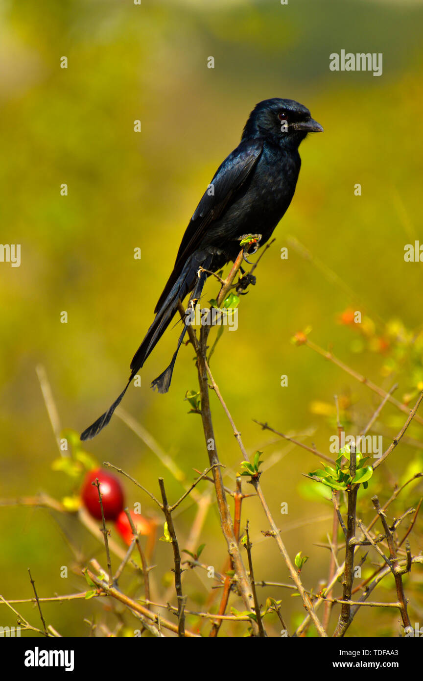 Greater Racket-tailed Drongo, Dicrurus paradiseus, Pune, Maharashtra ...