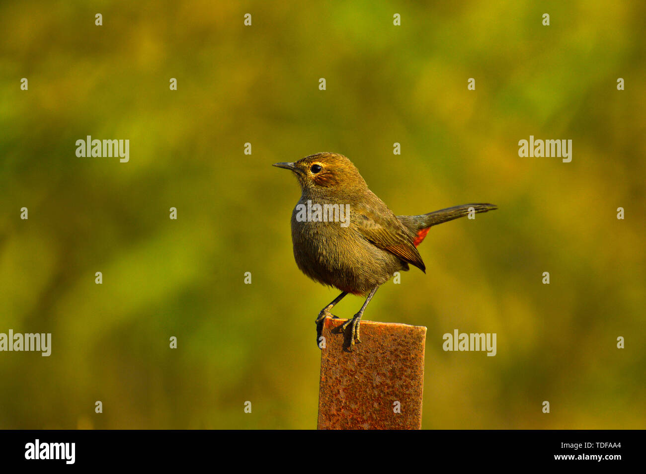 Brown rockchat or Indian chat, Oenanthe fusca standing on a metal pole ...