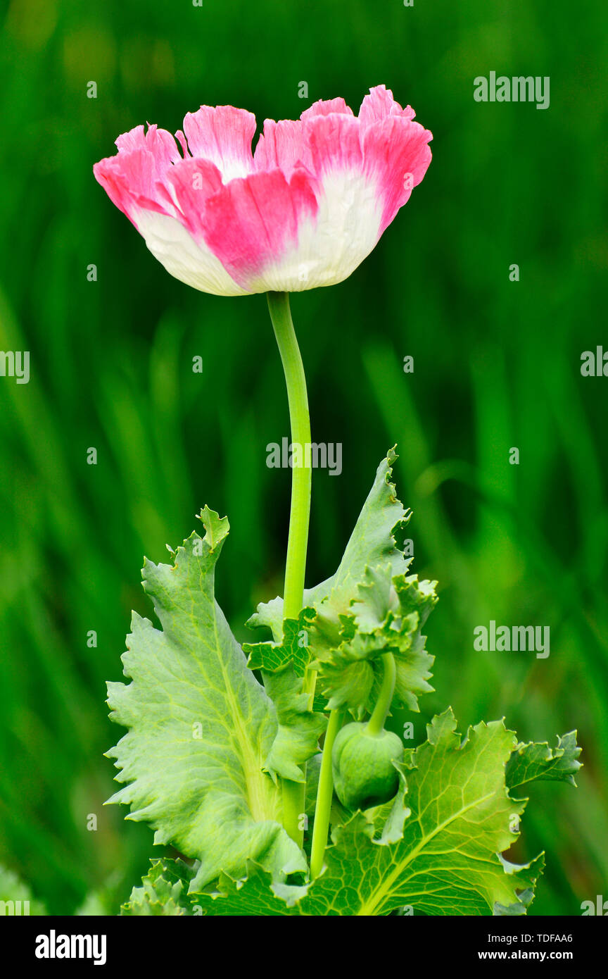 Pink poppy flower on green background near Pune, Maharashtra, India ...