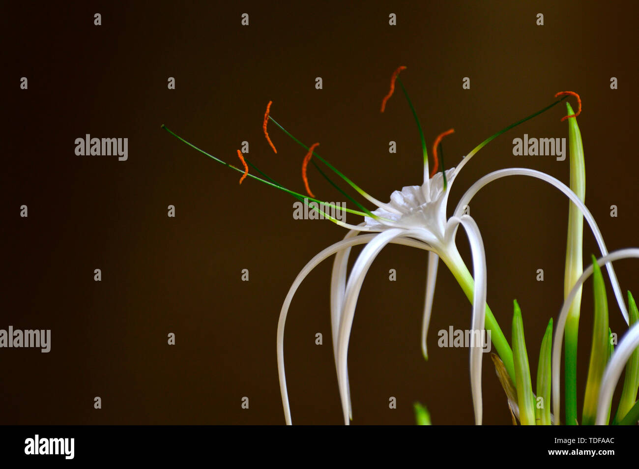 Crinum Lily, Cape Lily, Spider Lily, Hymenocallis speciosa near Pune ...
