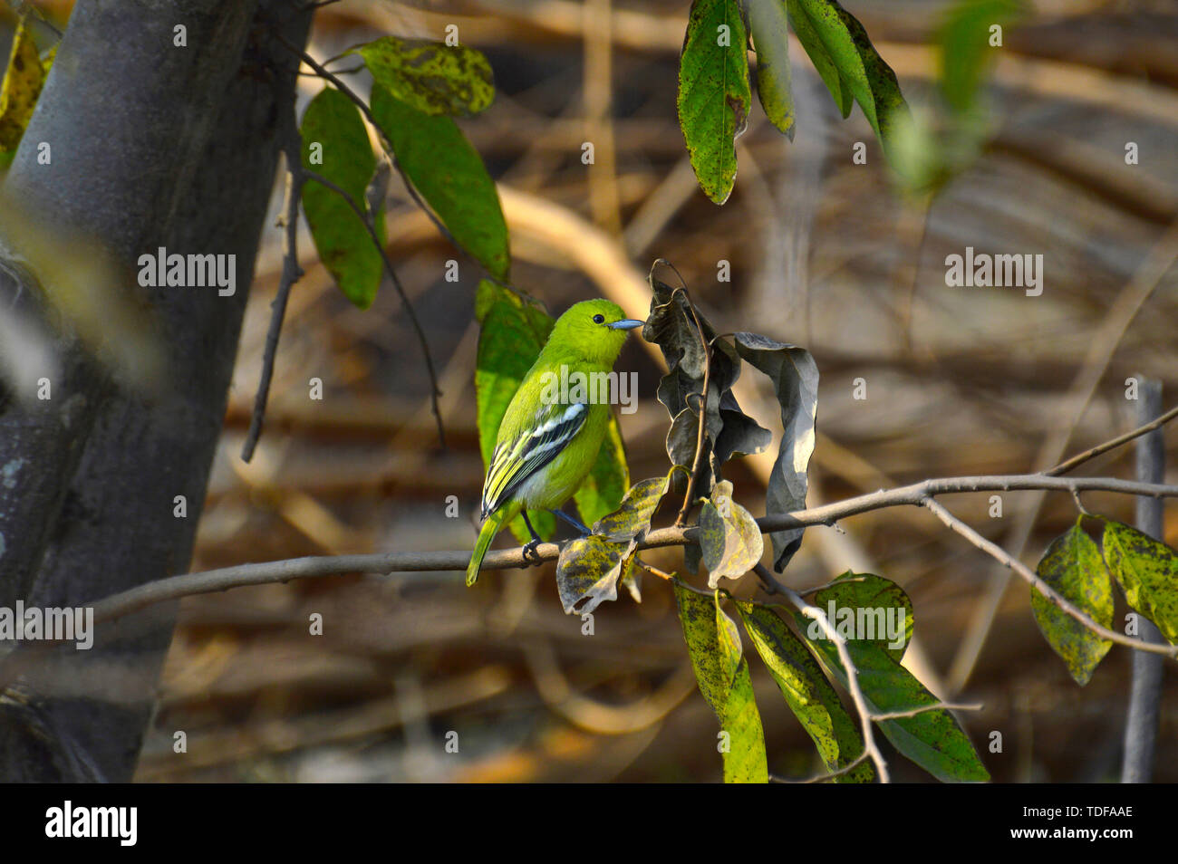 Indian Iora High Resolution Stock Photography and Images - Alamy