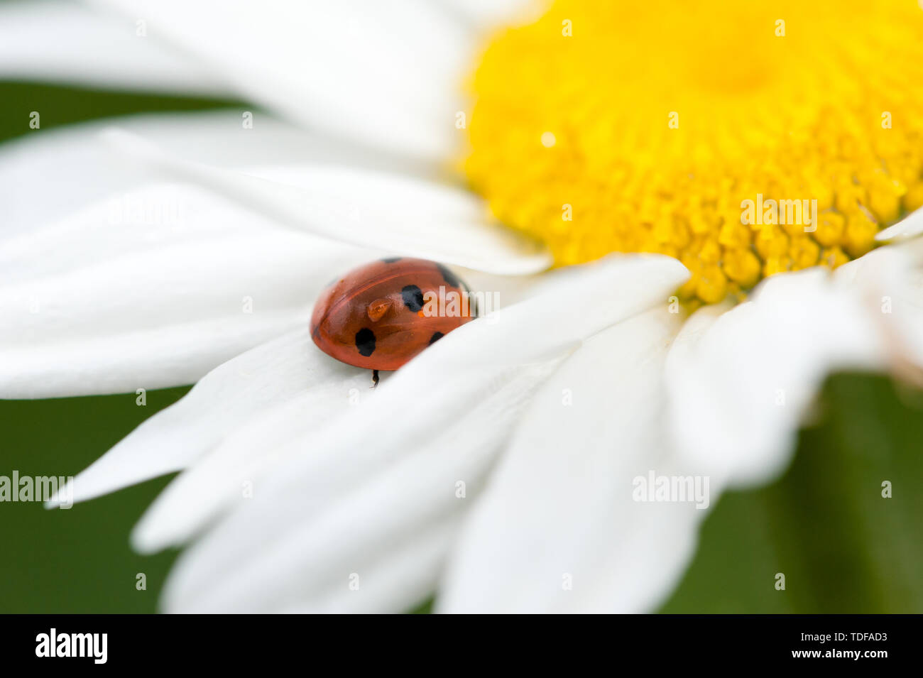 Seven-star ladybugs and flowers Stock Photo - Alamy