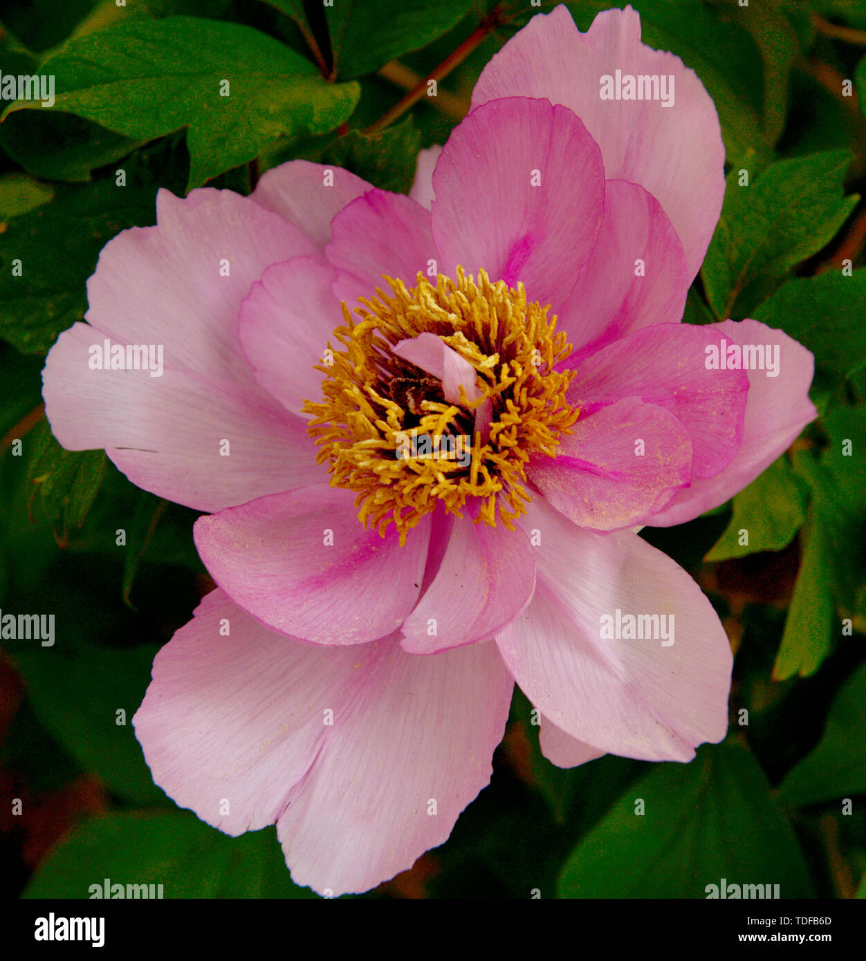 Peony map hi-res stock photography and images - Alamy