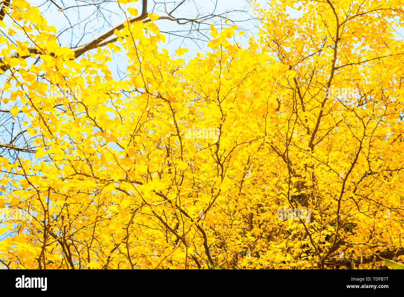 Autumn Colours in China Stock Photo - Alamy