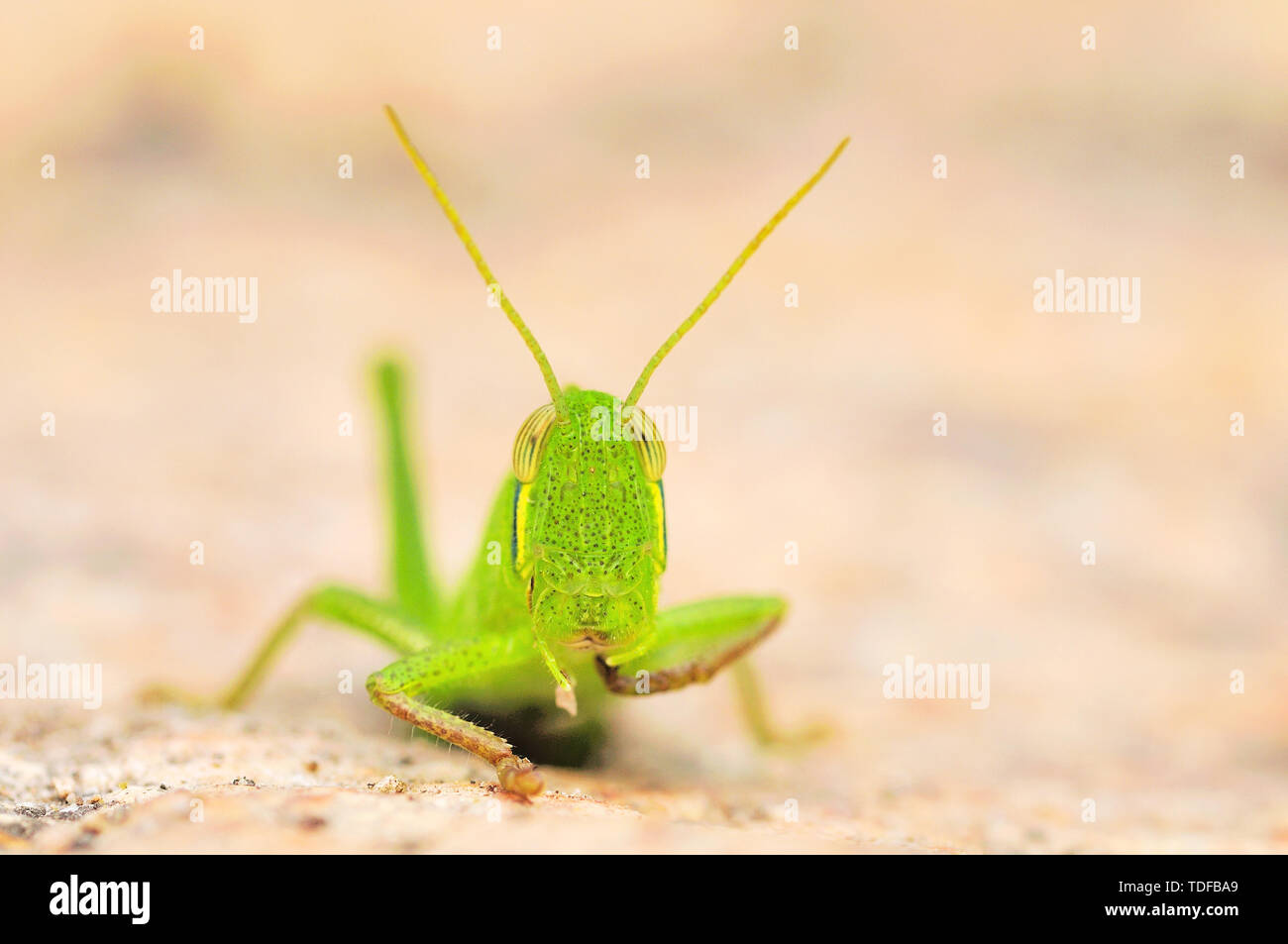 Tentacles and pests hi-res stock photography and images - Alamy