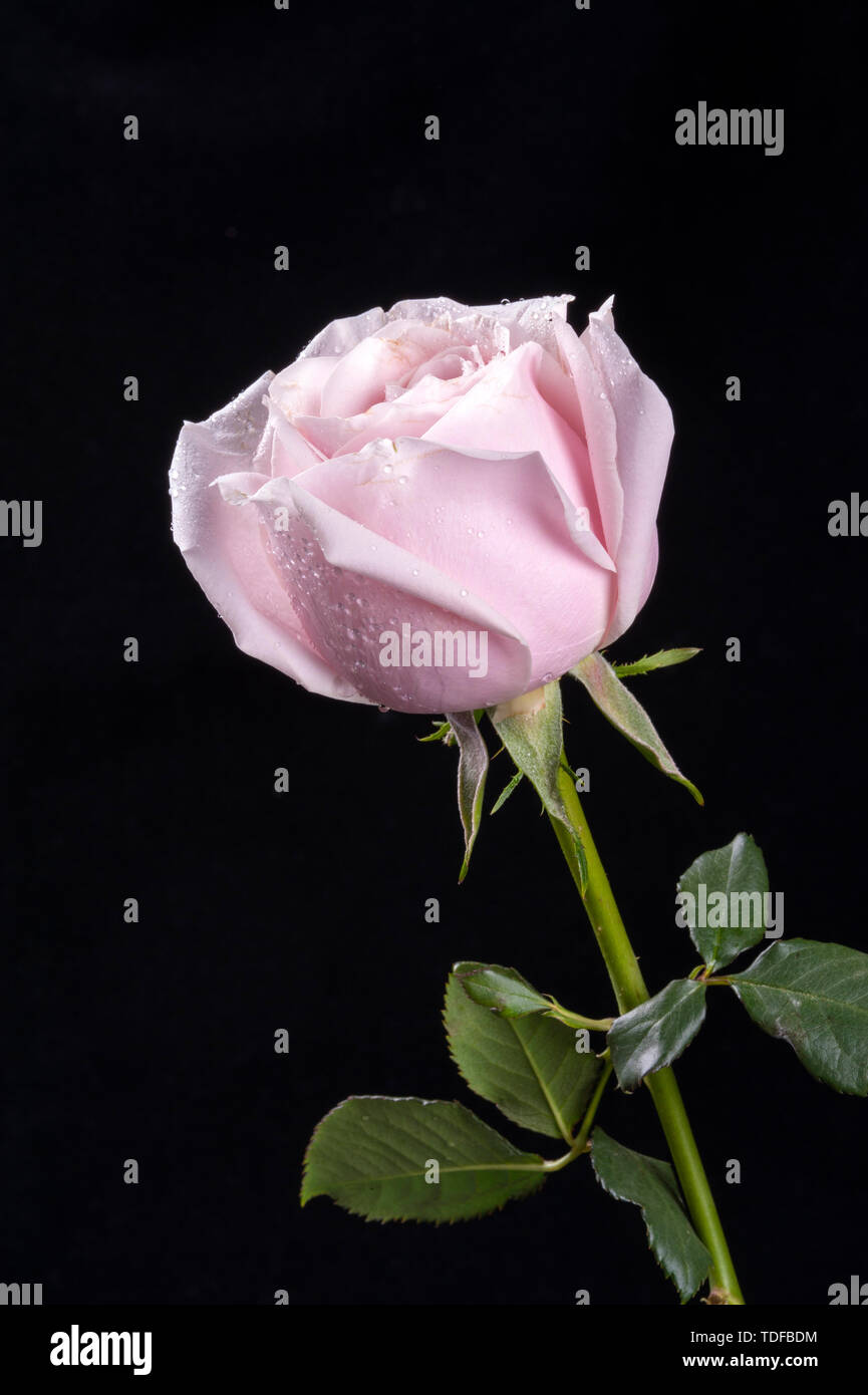 Pink Snow Mountain Rose Stock Photo - Alamy