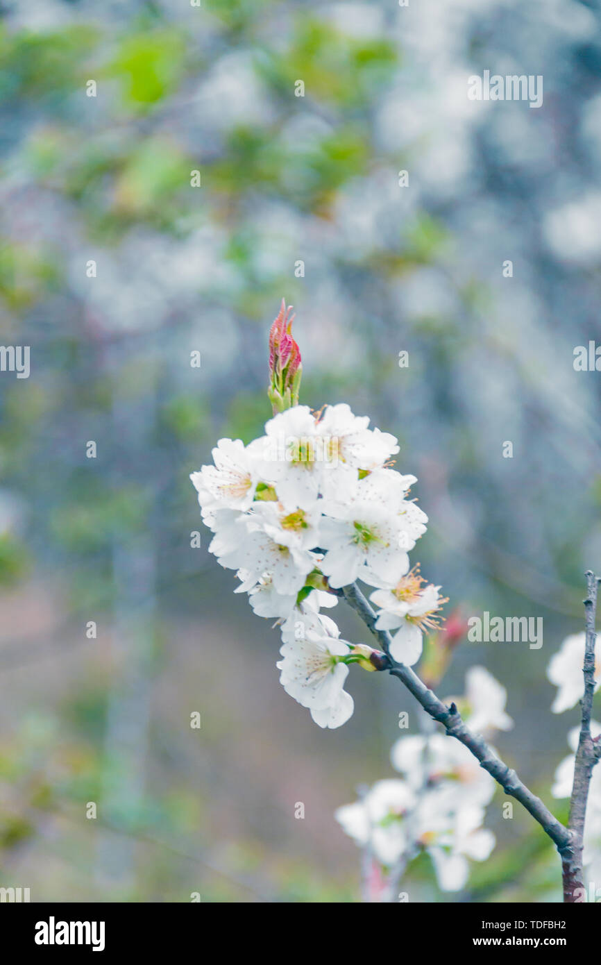 Cherry blossoms in early spring Stock Photo - Alamy