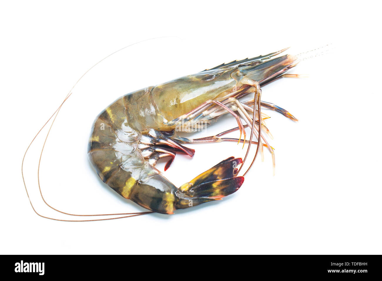 Tiger skin shrimp Stock Photo - Alamy