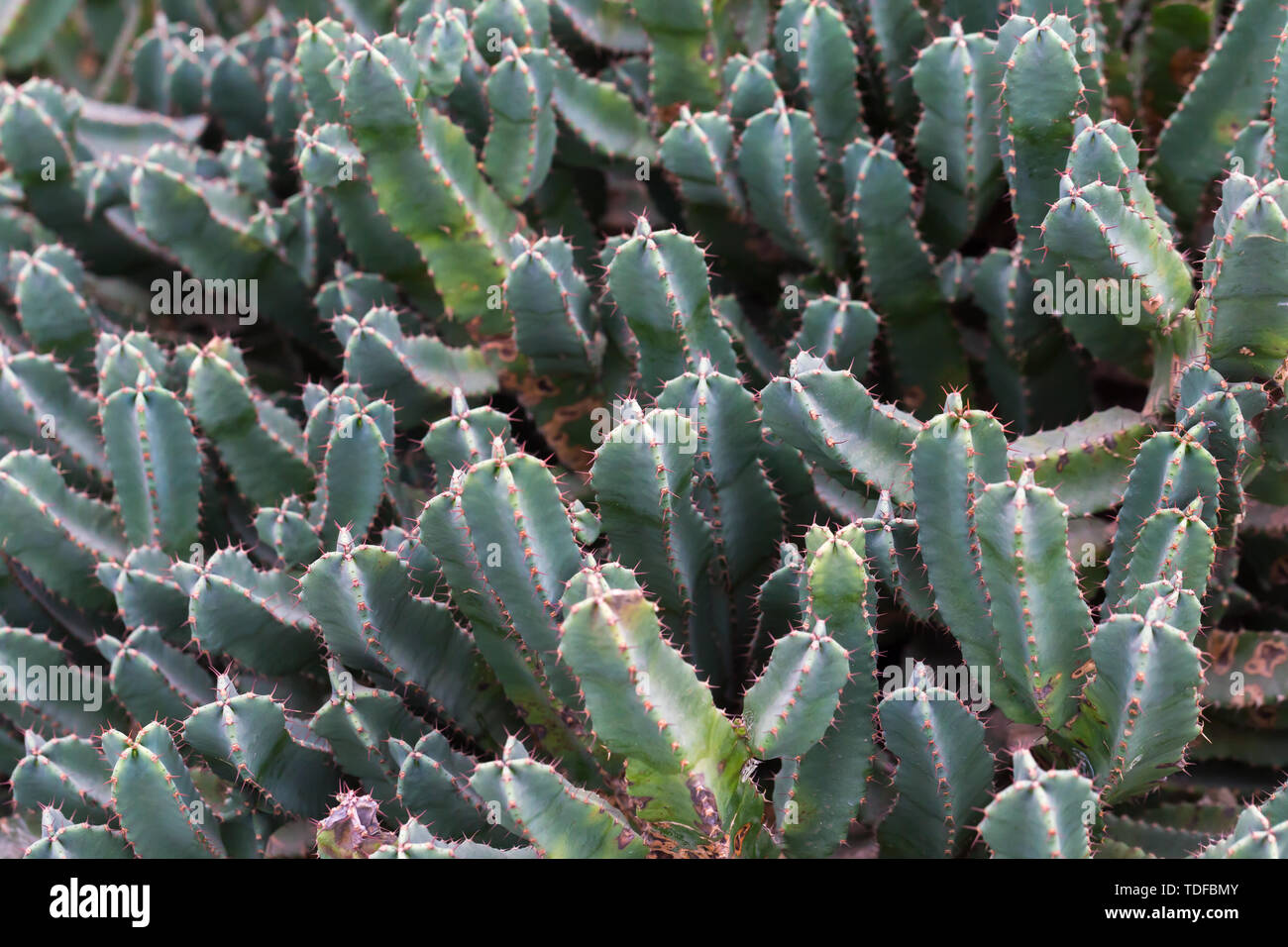 Plants and tropical sandy plants and cactus hi-res stock photography ...