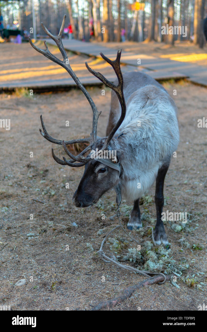 Oluguya made the reindeer of the reindeer tribe Stock Photo - Alamy