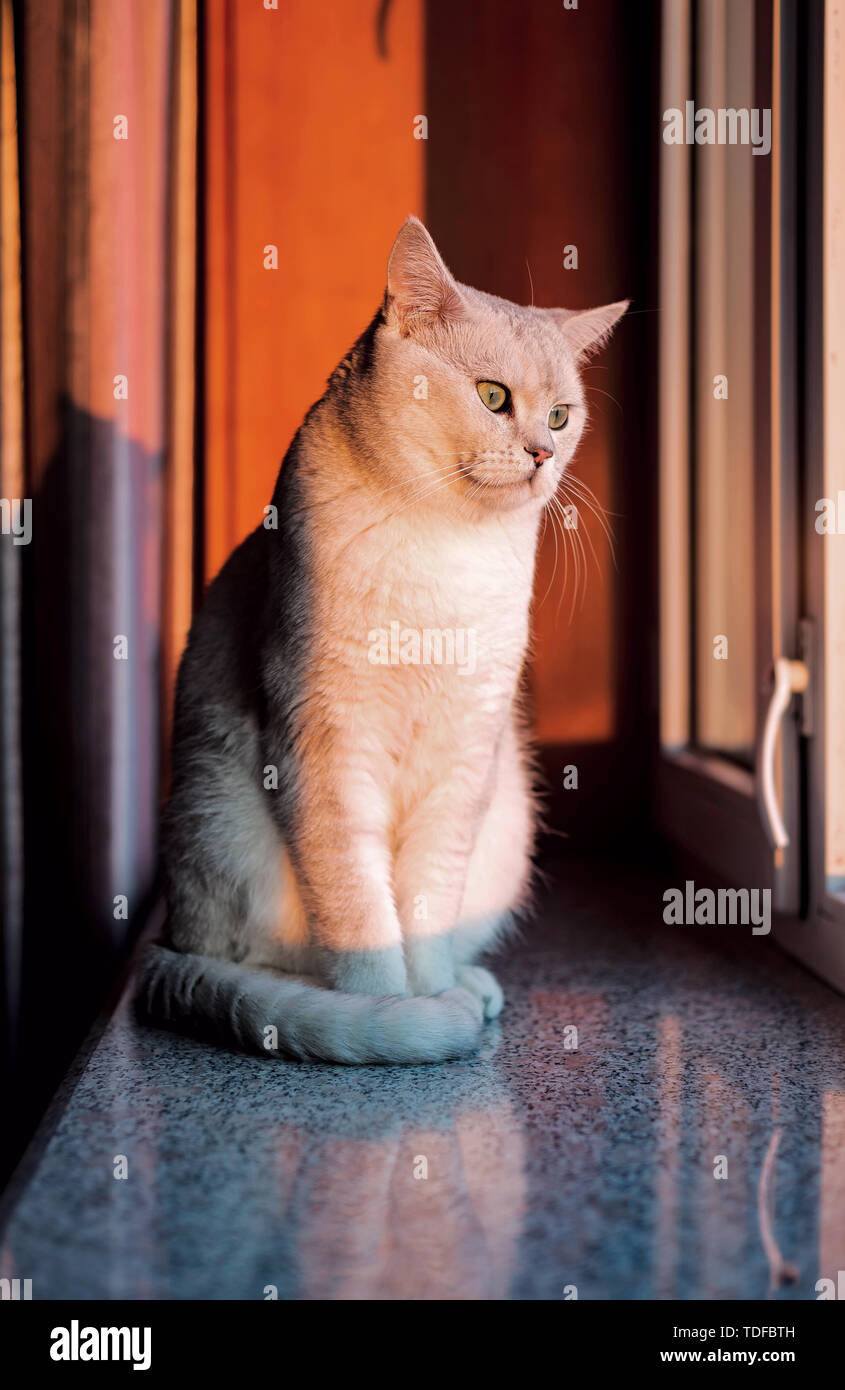 Cat short silver gradient Stock Photo - Alamy
