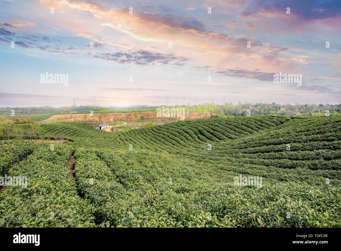 ecological tea garden Stock Photo - Alamy