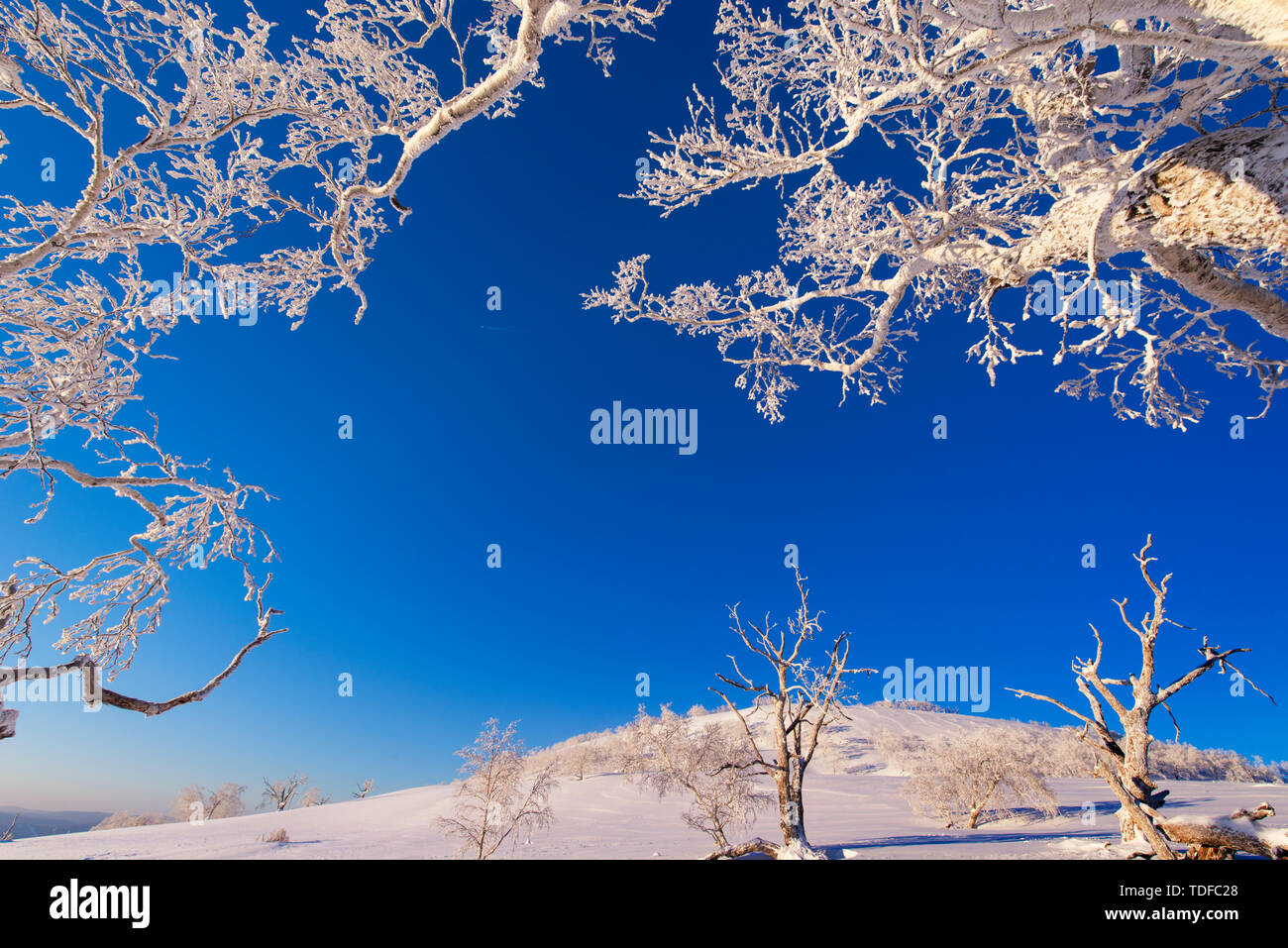 Bald Dingzi Mountain, the highest peak in Heilongjiang Stock Photo - Alamy