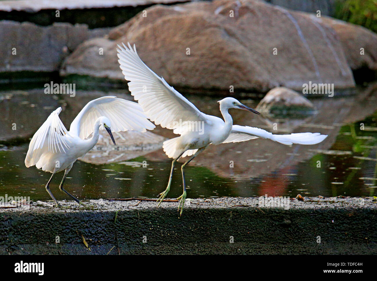 A group of egrets Stock Photo - Alamy